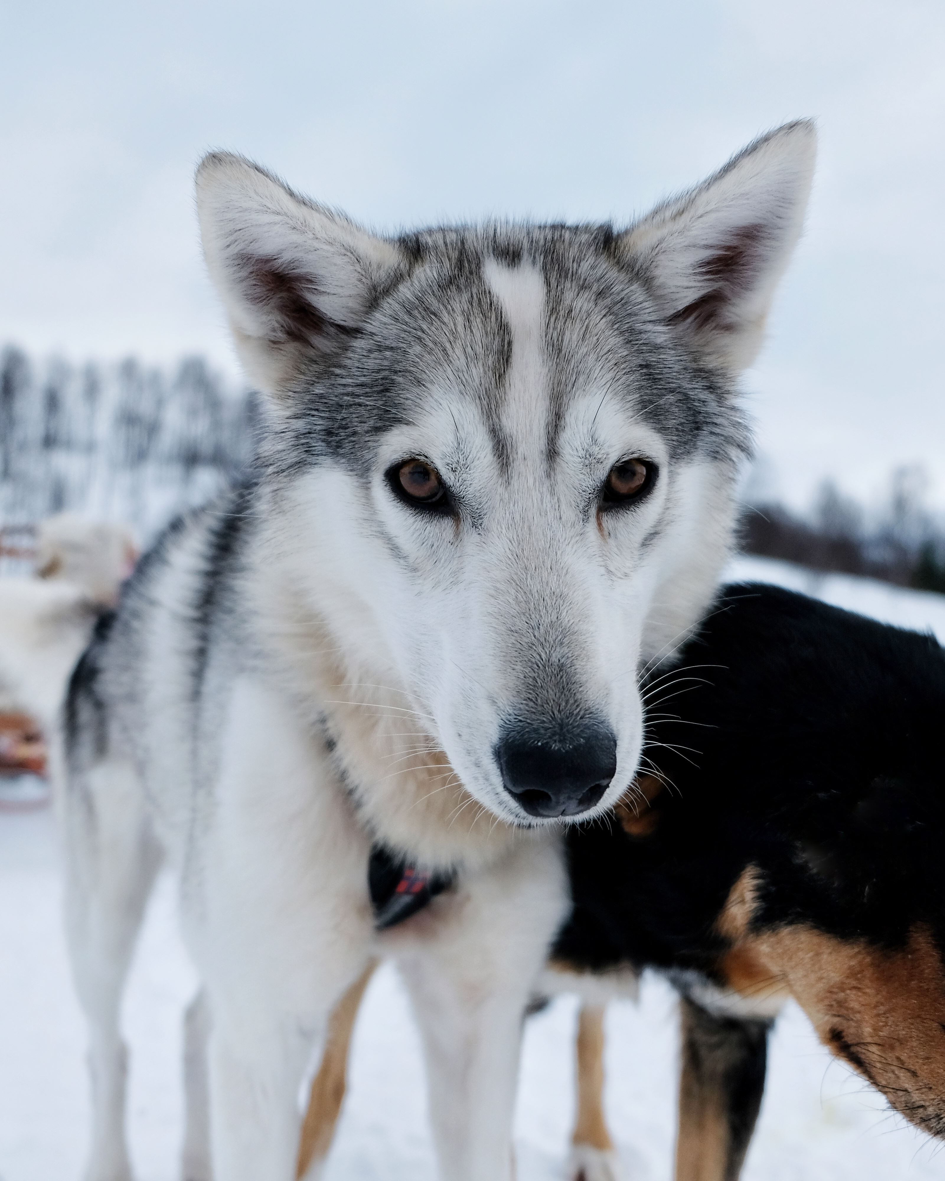 Tromsø Dog Sledding - morning, Husky/Dogsledding, Animals