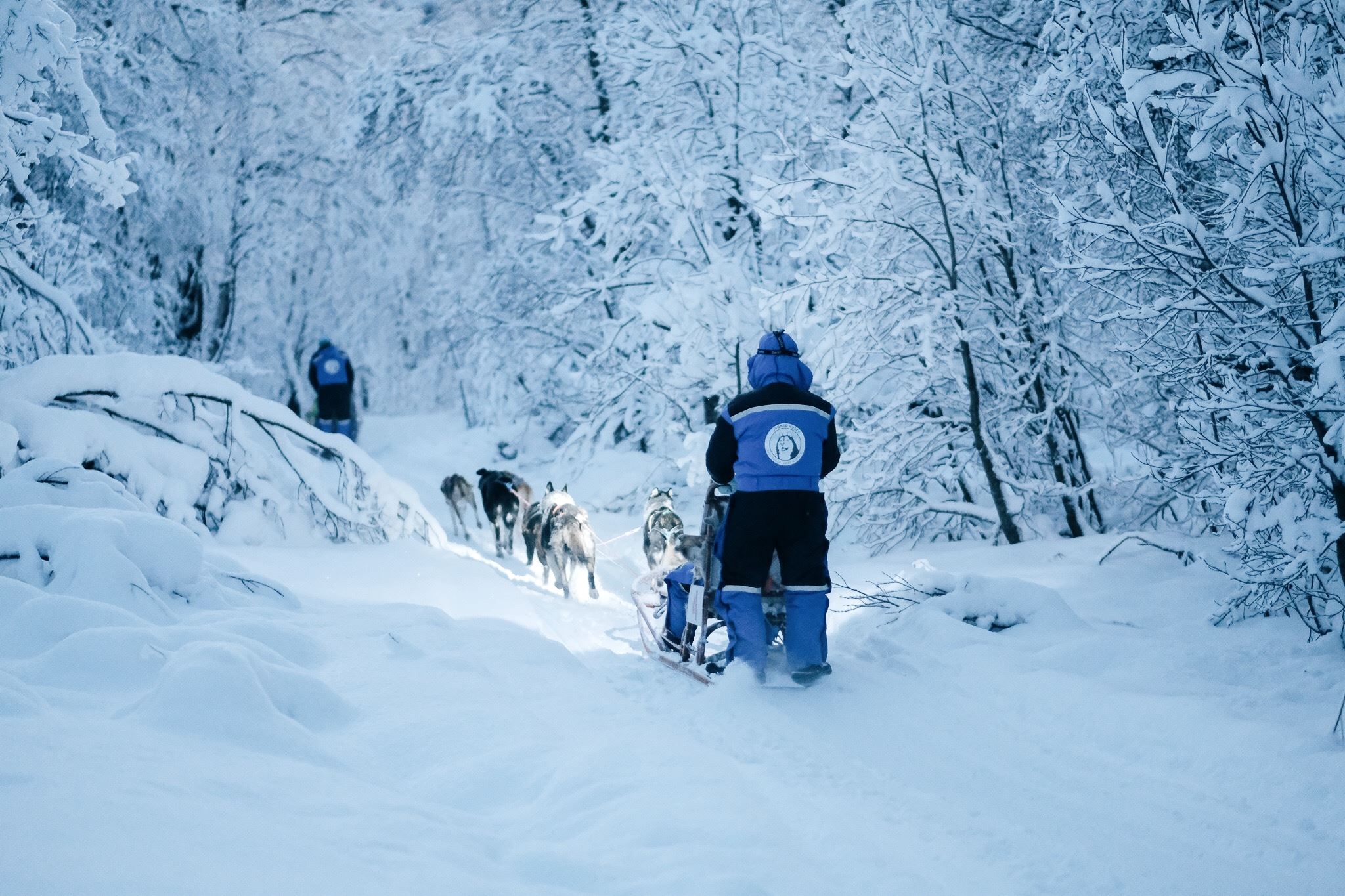 Tromsø Dog Sledding - morning, Husky/Dogsledding, Animals